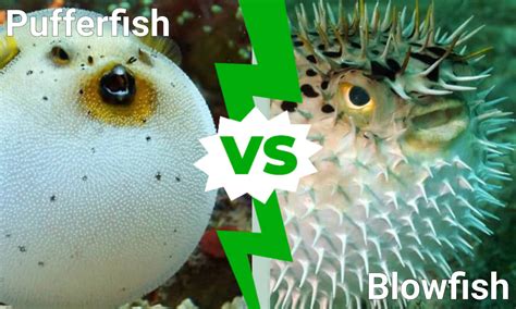 Pufferfish Vs Blowfish Are They The Same Thing A Z Animals
