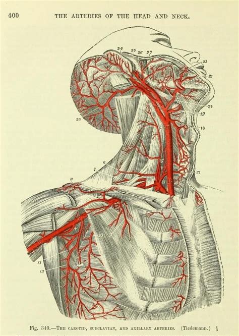 Nemfrog Anatomy Art Human Anatomy Art Scientific Illustration