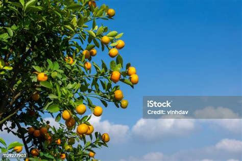 푸른 하늘에 대 한 금 귤 나무에 활기찬 오렌지 감귤 류의 과일 0명에 대한 스톡 사진 및 기타 이미지 0명 계절 과일 Istock