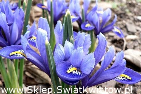 Zestaw Irys Niski Y Kowany Szt Sklep Wiat Kwiat W Dostawa Gratis