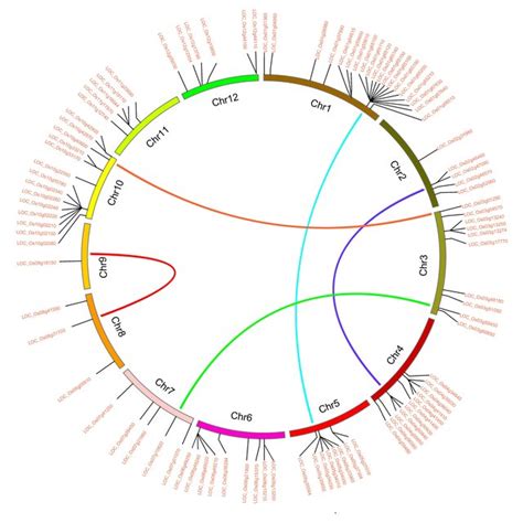 Schematic Representations For The Chromosomal Distribution And Download Scientific Diagram