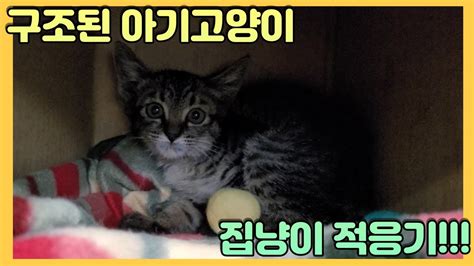 구조된 아기 길냥이 집냥이 적응기vlog특별출연 루이 Youtube