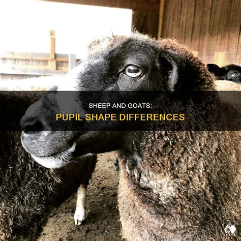 Sheep And Goats Pupil Shape Differences Petshun