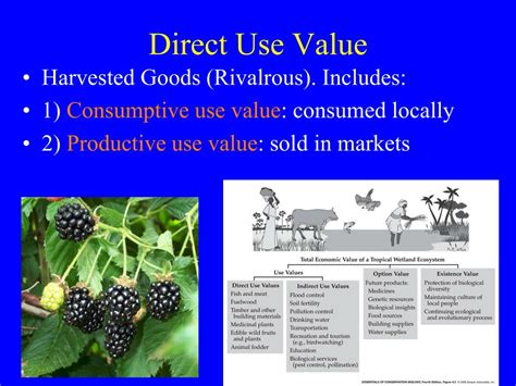 Ppt Understanding Economic Value And Sustainability In Ecological