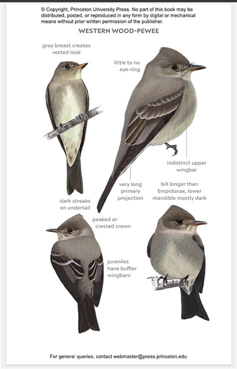 Field Guide To North American Flycatchers Empidonax And Pewees A Field
