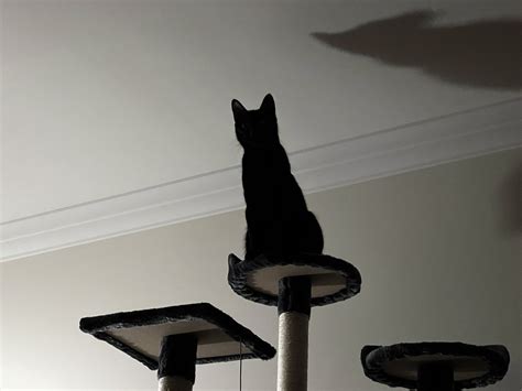 Void Cat Meme Rvoidcats