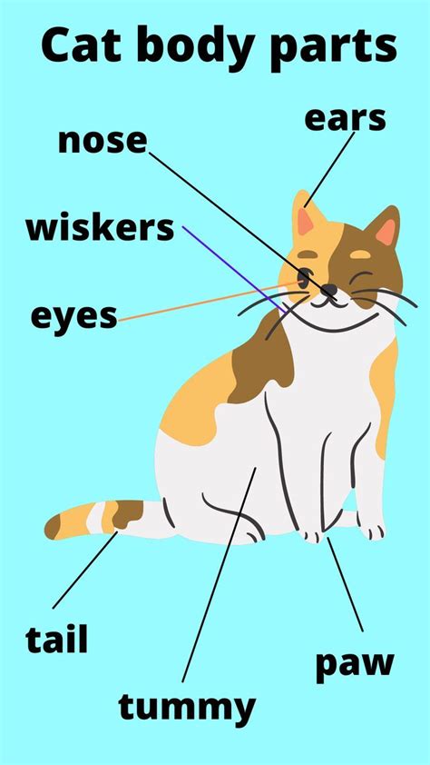 Cat Body Parts