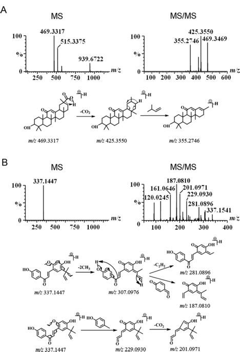 Structural Elucidation Of Gc7 A And Gc13 B By Ms And Msms