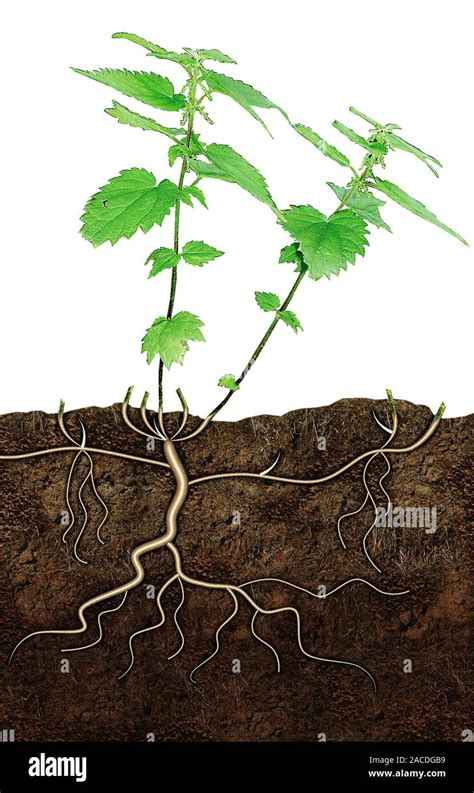 Stinging Nettle Computer Artwork Of A Stinging Nettle Urtica Dioica