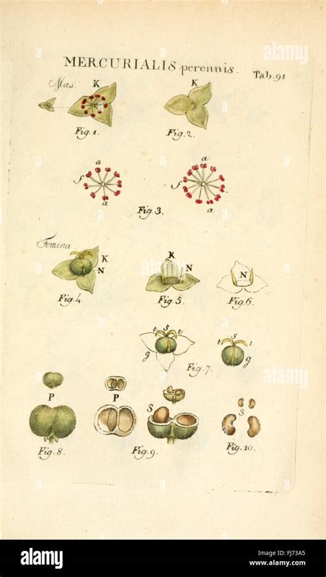 A Visual Representation Of Linnaeus Sexual System Of Plant