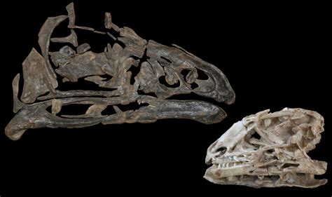 How Dinosaurs Swapped Terrifying Teeth For Bird Beaks The New York Times