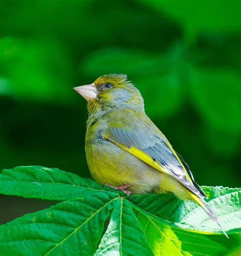 Nw Bird Blog European Greenfinch