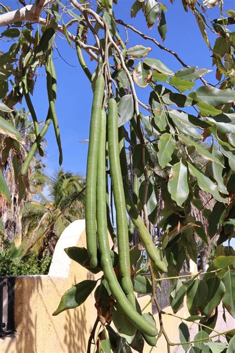 A Bunch Of Green Beans Hanging On A Tree Stock Image Image Of Carob