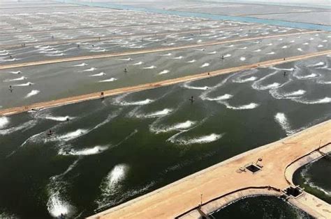 Saudi Arabia Launches The Largest Salmon Production Project In The Middle East Project