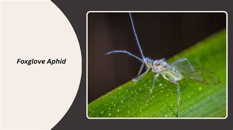 20 Common Types Of Aphids Identification And Pictures