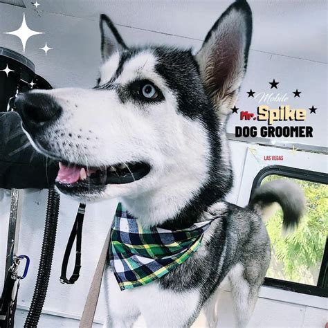 Las Vegas Dog Grooming Mobile Dog Groomer
