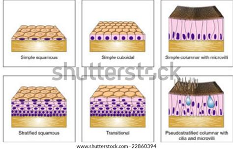 Types Of Epithelium