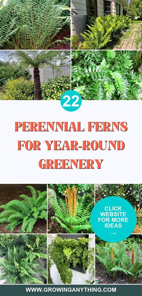 22 Best Perennial Ferns For A Year Round Green Garden In 2025 Evergreen Ferns Perennials