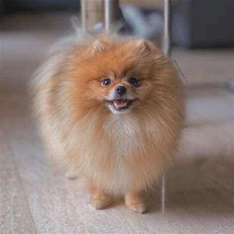 What Is The Most Expensive Pomeranian Color At Sean Pride Blog