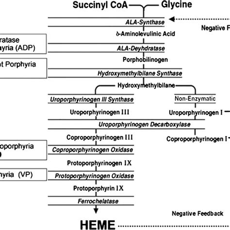 Heme Biosynthetic Pathway Highlighting The Specific Enzymatic Defects