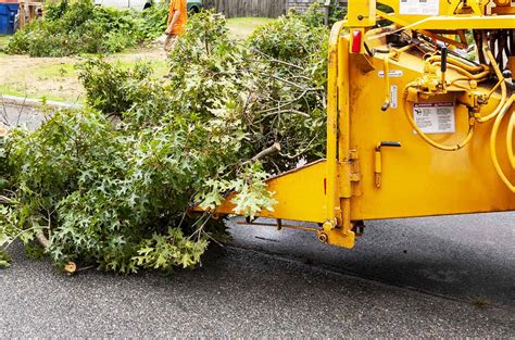 Professional Tree Removal Services Oberson S Nursery