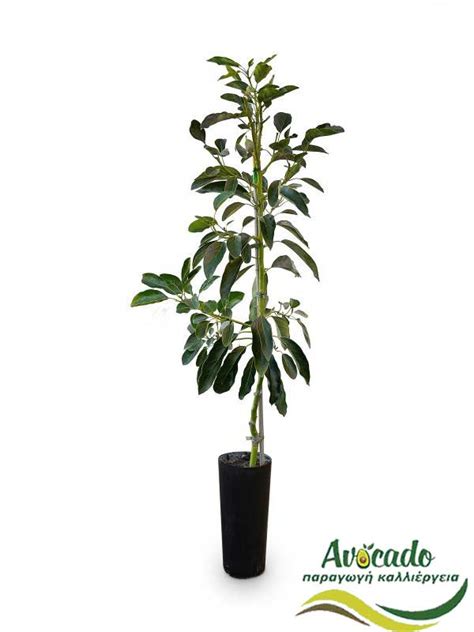 Avocado Clonal Rootstock Plants Nursery Price Avocado Rootstocks Seed