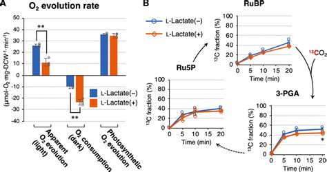 Photosynthetic Activity During L Lactate Utilization Download