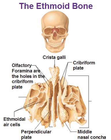 Olfactory Foramina Location Middle Cranial Fossa Boundaries