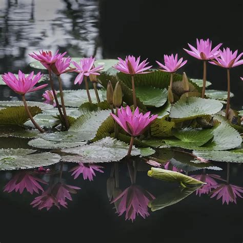 Este Es El Significado Profundo Que Tiene La Flor De Loto Fortaleza