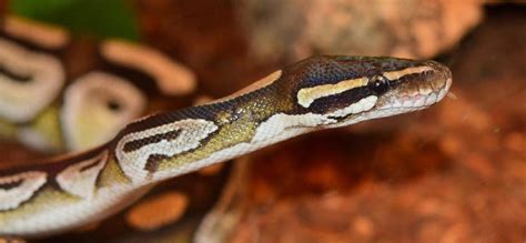 Royal Python Lifespan How Long Do The Snakes Live For