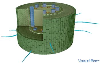 Glossary Monocot Plant