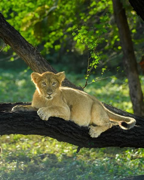 Indian Photographer Urmil Jhaveri Captures Beautiful Wildlife Photos