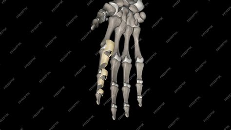 Premium Photo The Annular Ligament Is A Complex Structure Formed From