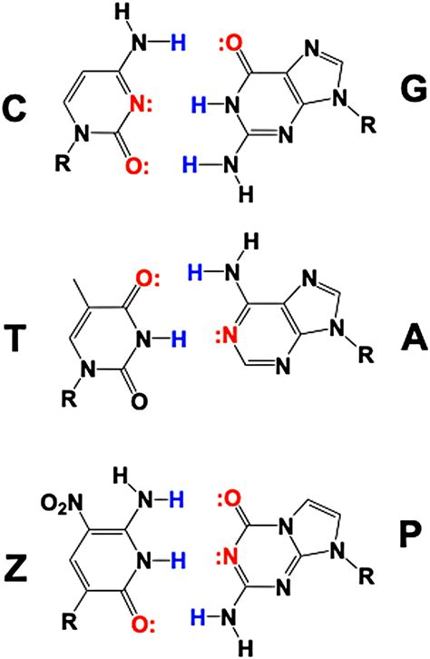 In Vitro Evolution Of Ribonucleases From Expanded Genetic Alphabets Pnas