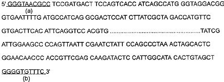 Partial Nucleotide Sequence Of Specific DNA Band 1600 Bp The Part Download Scientific