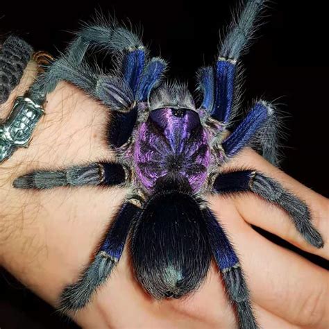 Tarantulas For Sale Adult Tarantulas Bvbft