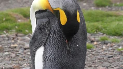 King Penguin Scratch And Clean Nature Stock Footage Ft Penguin