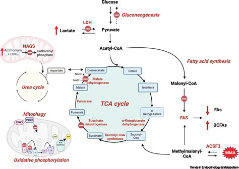 Methylmalonic Acid In Aging And Disease Trends In Endocrinology