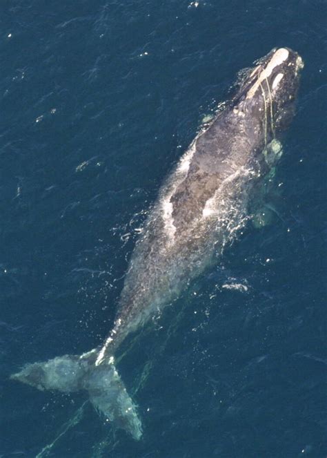 Qui Est La Baleine Franche De Latlantique Nord Baleine La Plus Menacée Au Monde Geo Fr