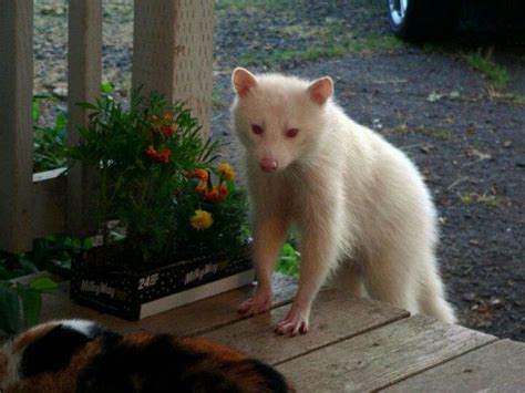 Rare Albino Raccoon