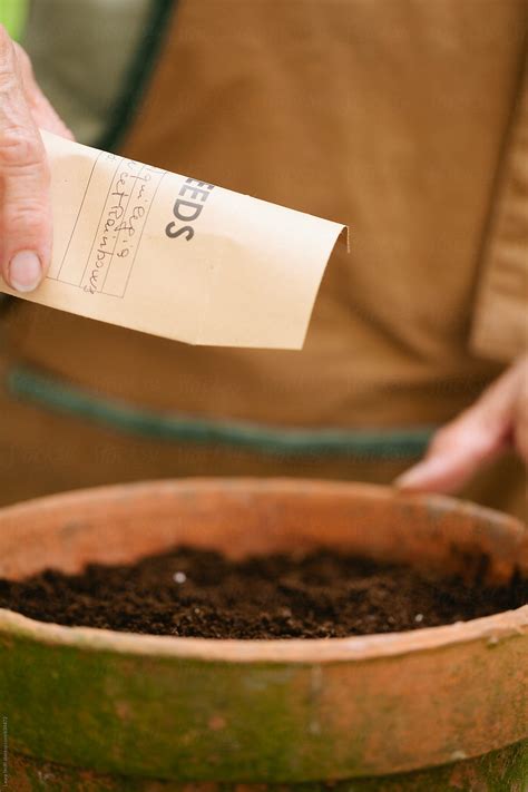 Spreading Seeds In Compost Filled Pot By Stocksy Contributor Laura