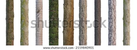 3d Tree Trunk Branch Over 23295 Royalty Free Licensable Stock Illustrations And Drawings
