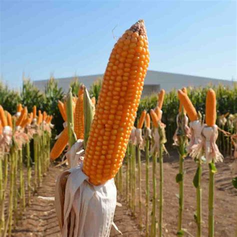 Agronomical Seeds Groenveld Seeds