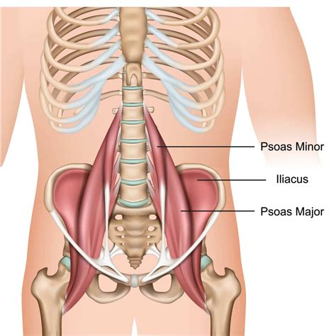 Psoas Muscle