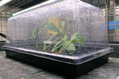 Plant Propagation 6 Simple Steps To Clone Hydroponic Crops Pure Greens Custom Container Farms