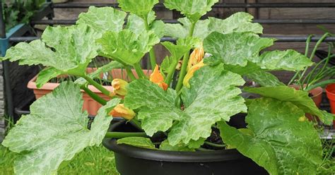 Does Zucchini Need A Trellis Other Growing Tips