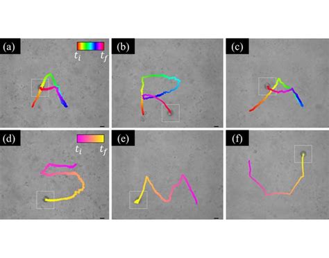Coating Particles To Steer Them Through Mucus Asme