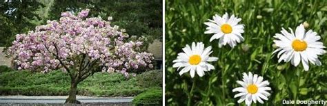 Angiosperm Eg Flowering Plant Form And Adaptations The A Level