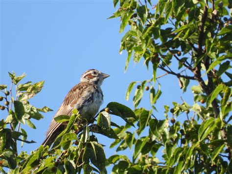 Lark Sparrow Project Nature