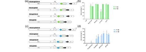 Single Gene Editing With Or Without Flanking Trnas Using The Download Scientific Diagram